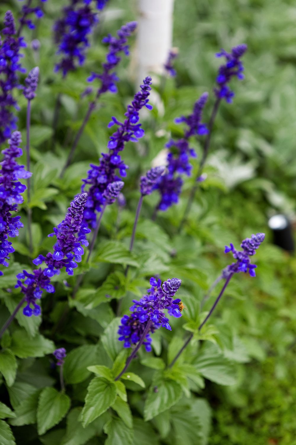 Plant Archive: Helleborus x Pallardiae