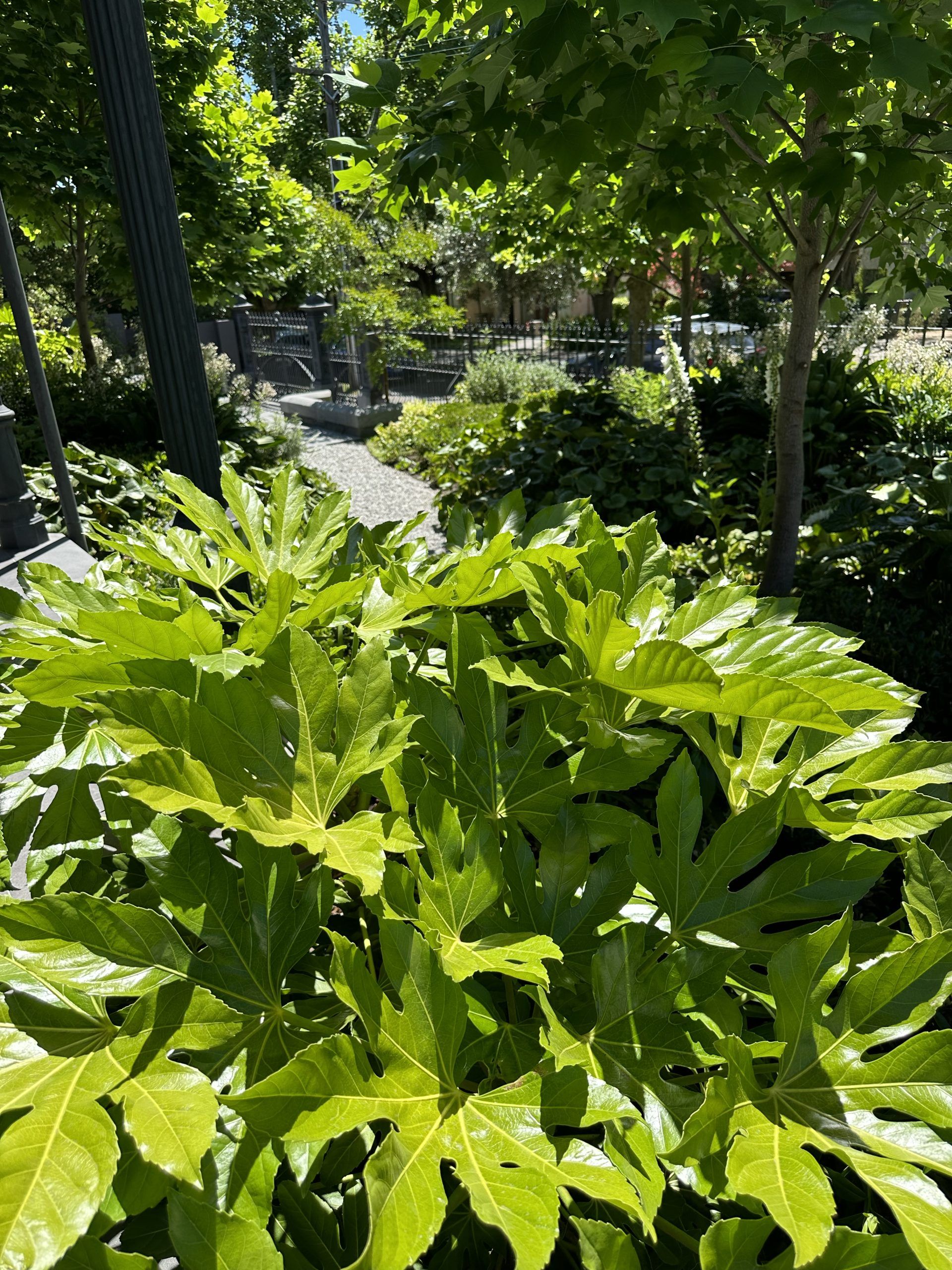 Fatsia Japonica Plant | Plant Archive by NBLA