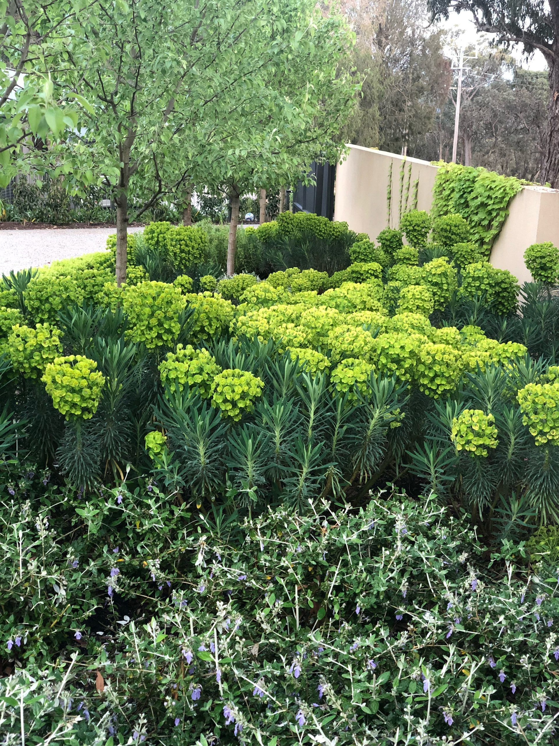 Euphorbia Characias SSP Wulfenii Plant | Plant Achieve